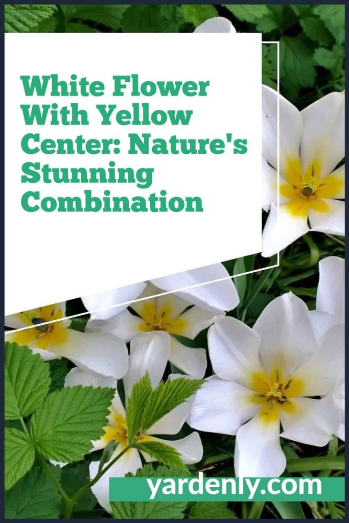 Discover Stunning White Flowers with Yellow Centers